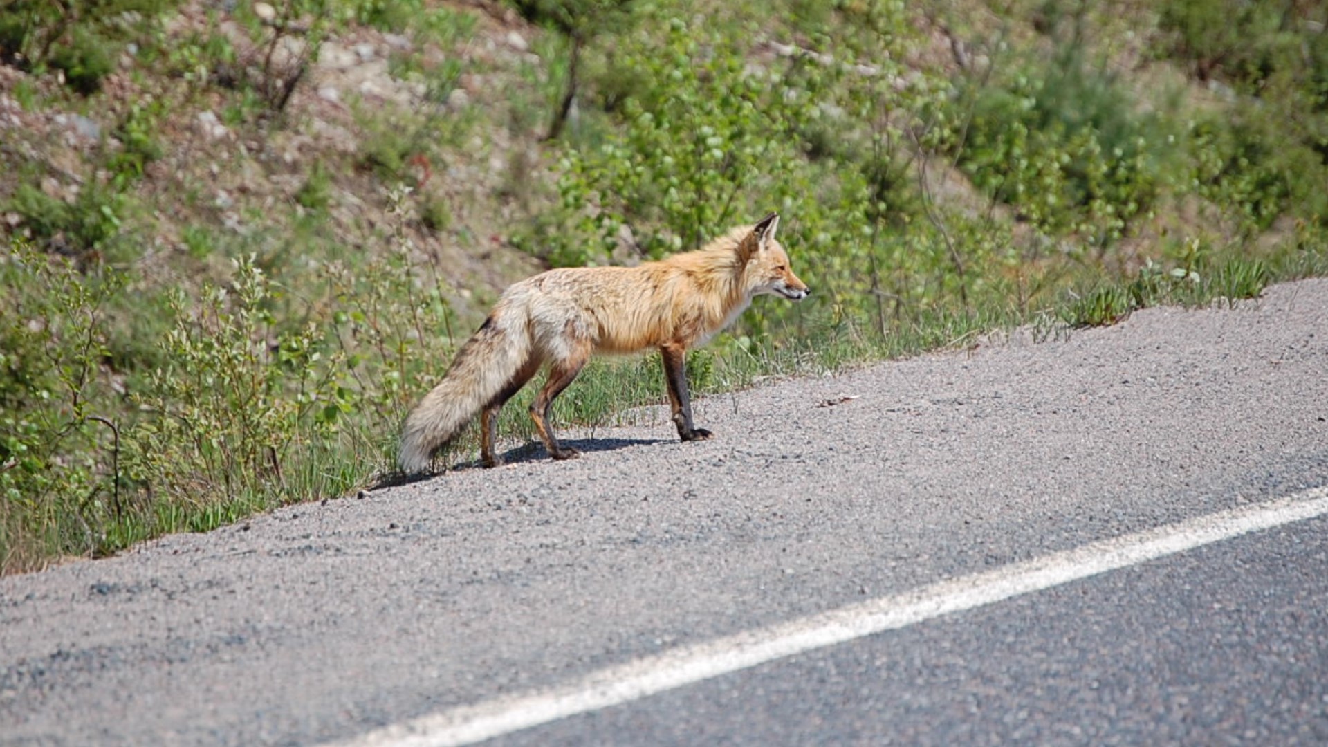 2 the Outdoors: Living with the suburban fox | wgrz.com