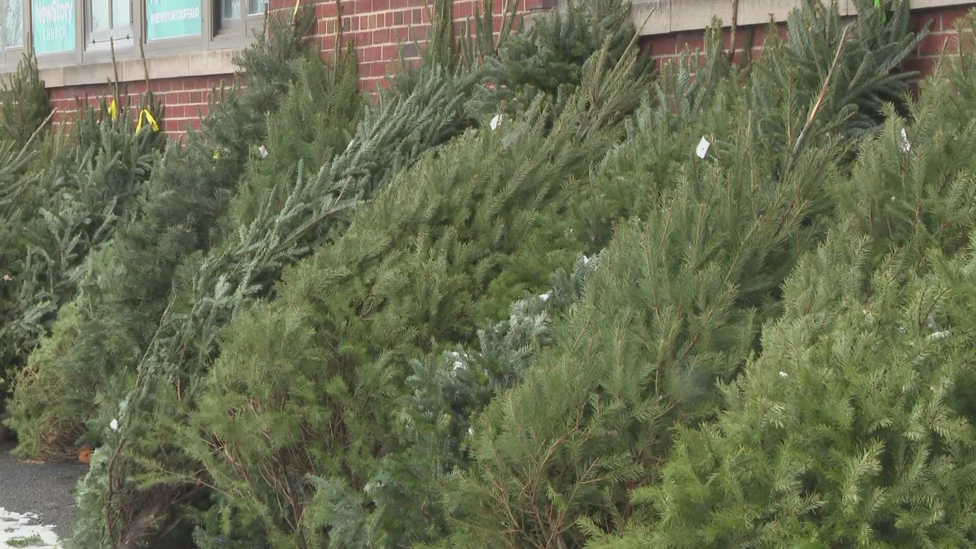 Free Christmas tree giveaway happening today | wgrz.com