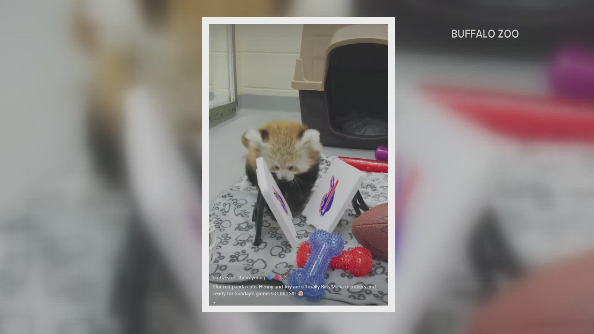 Red panda cubs from the Buffalo Zoo officially join Bills Mafia | wgrz.com