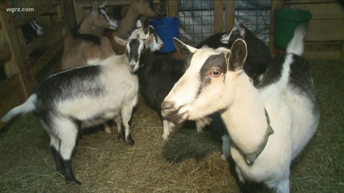 Let's Goat Buffalo Goats fundraiser | wgrz.com