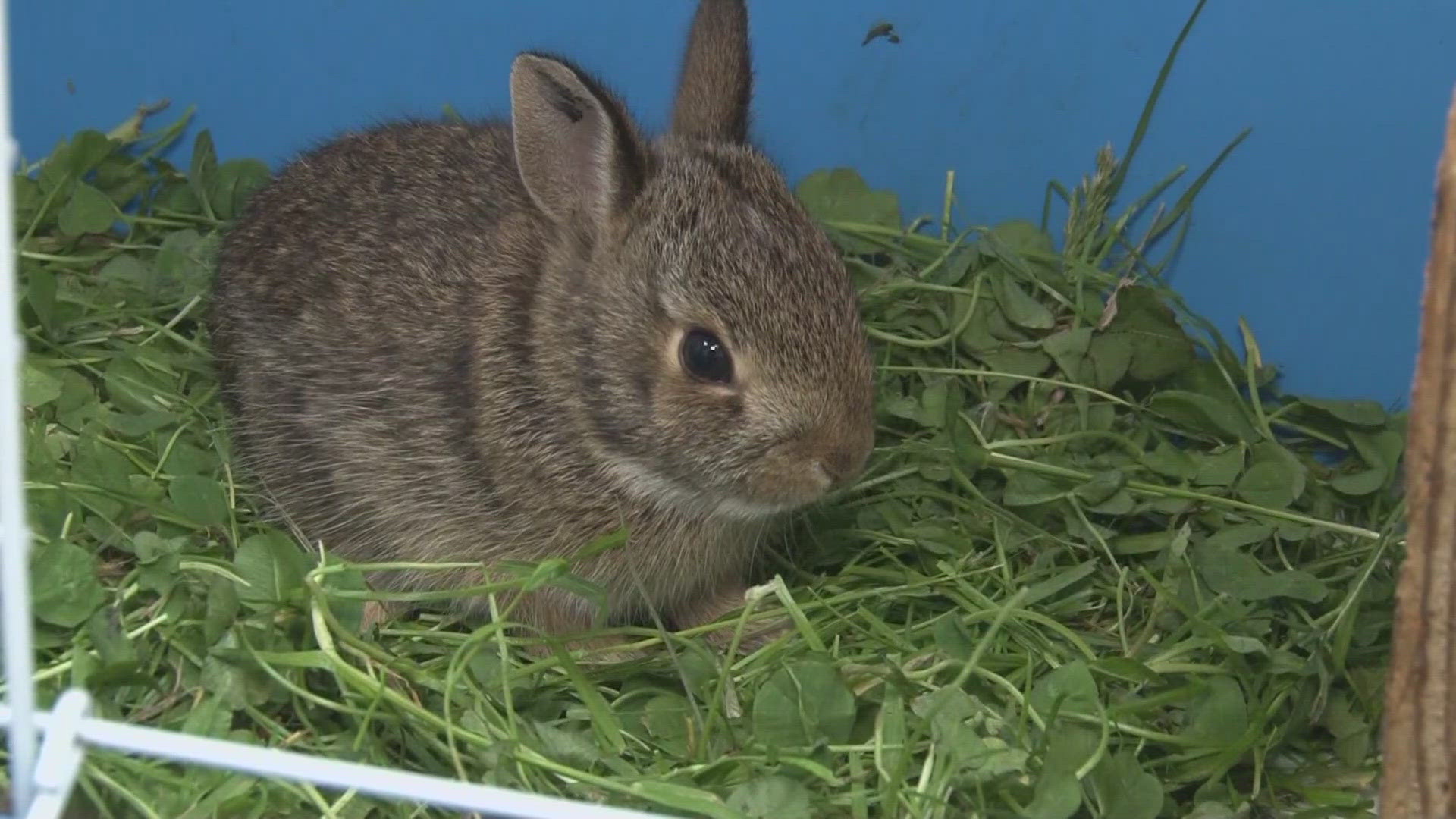 SPCA offers tips for baby cottontail rabbits in spring | wgrz.com