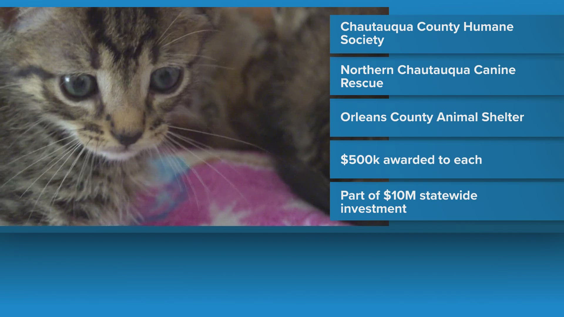 WNY animal shelters awarded funding to help support capital projects ...