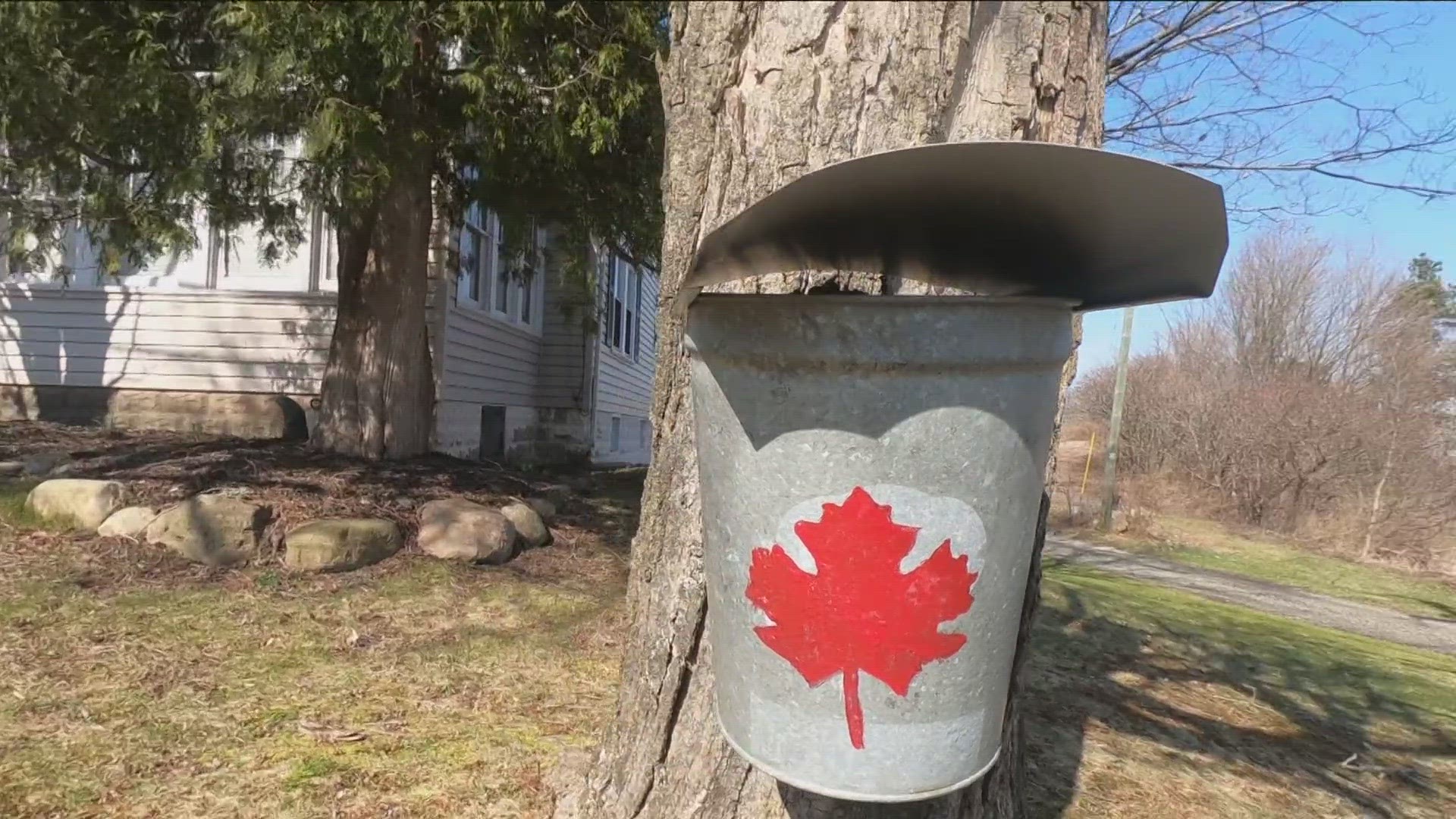 Maple season ending early due to unusually warm weather | wgrz.com