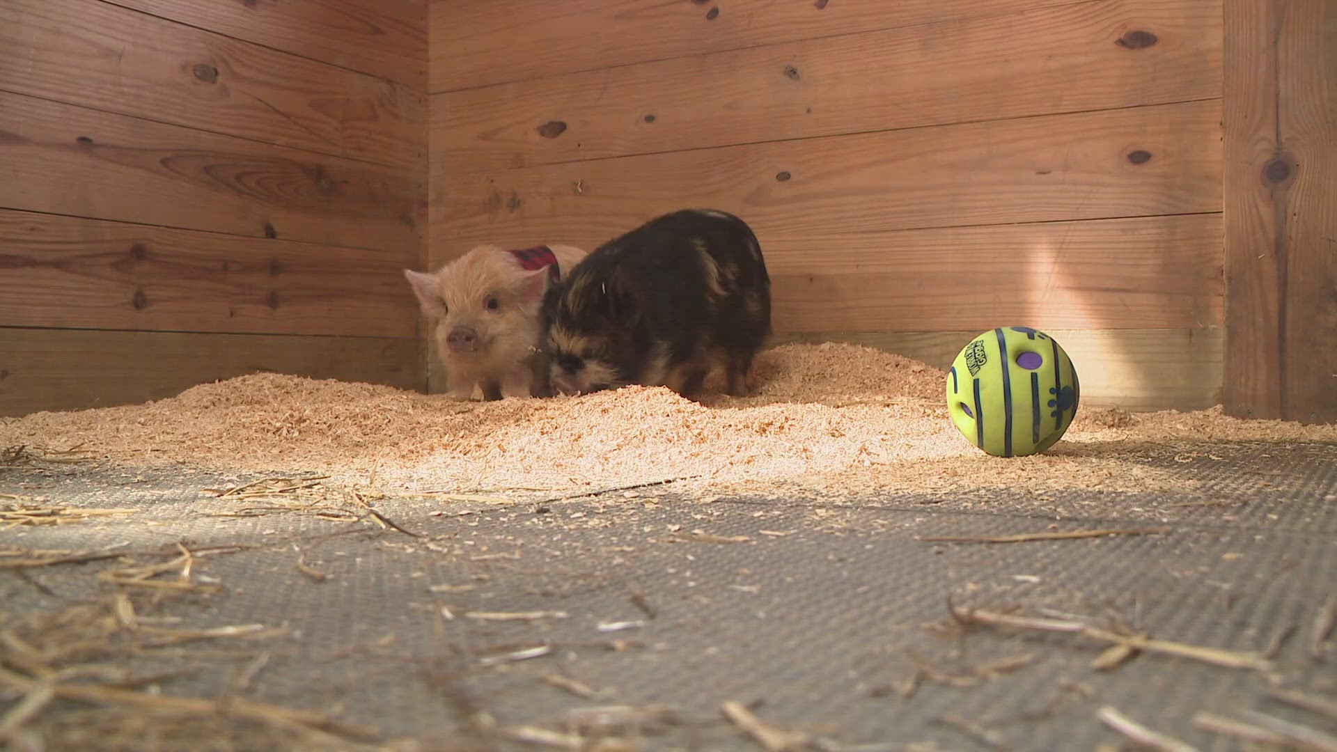 Animal adoption: Grant Street piglets have been adopted | wgrz.com
