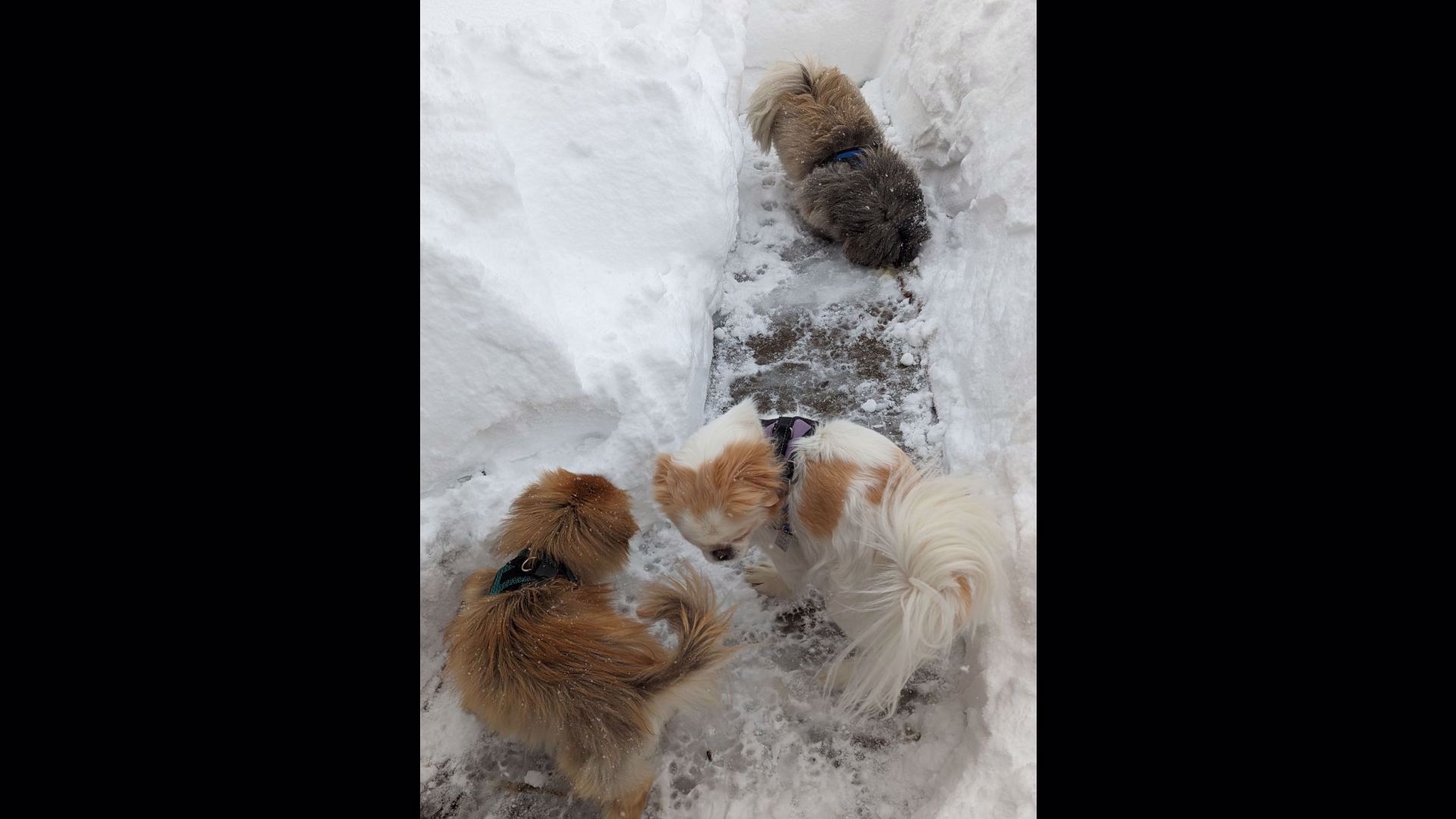 How to keep your pets safe during Buffalo snowstorm | wgrz.com