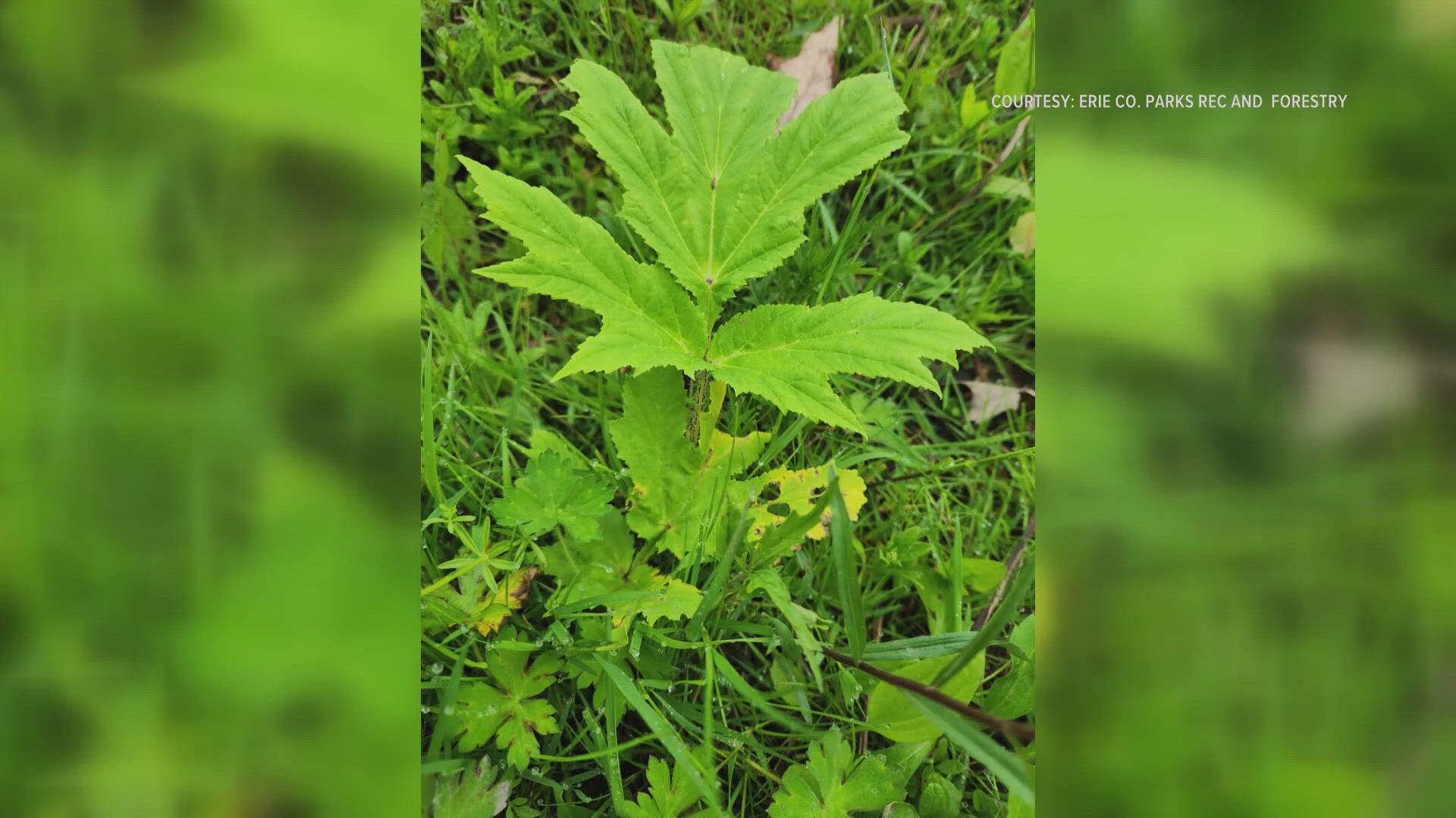 Erie County warns of Giant Hogweed danger in Lancaster park | wgrz.com