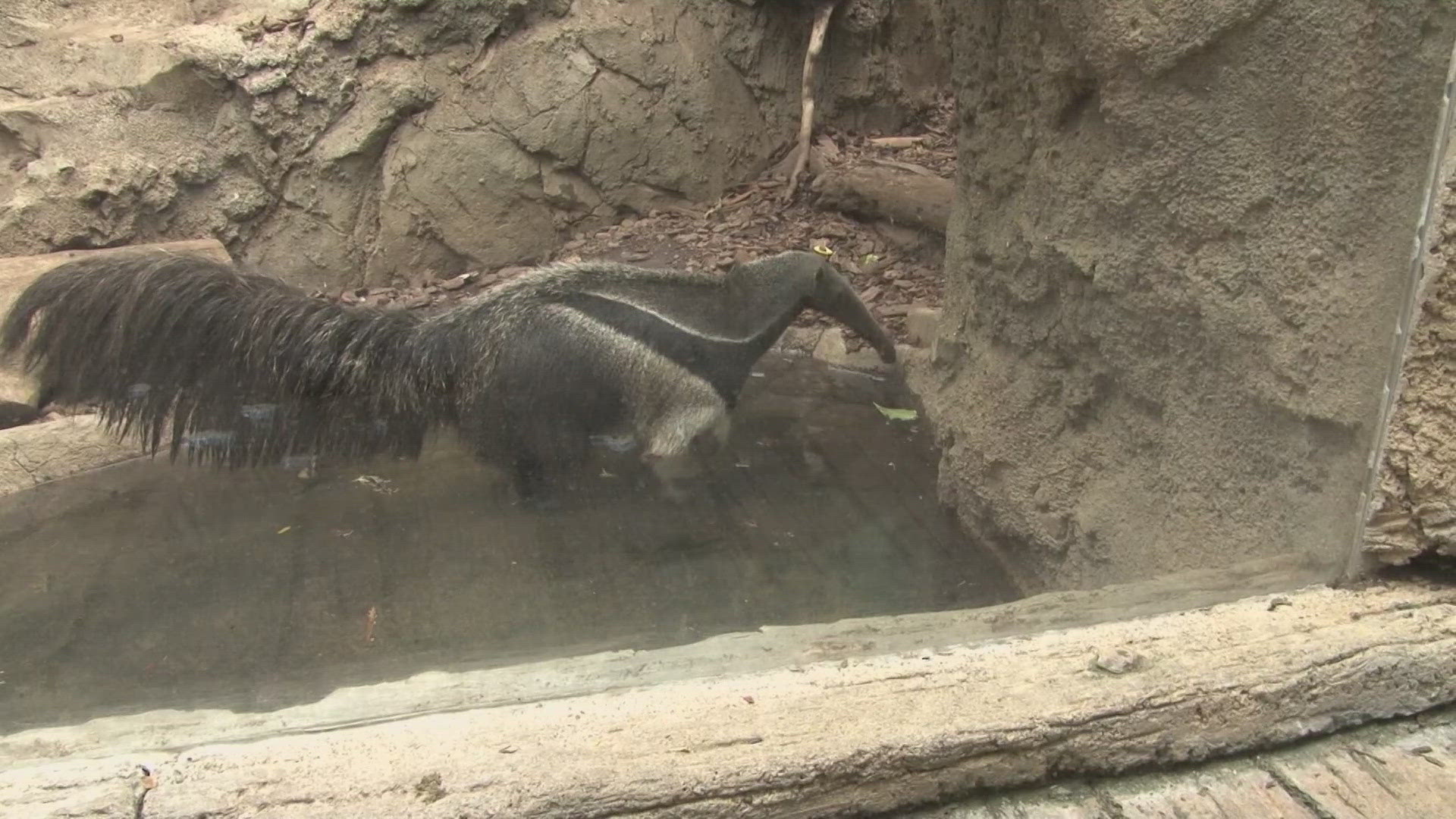 Implosion will take down a nearly century-old Mississippi River bridge ...