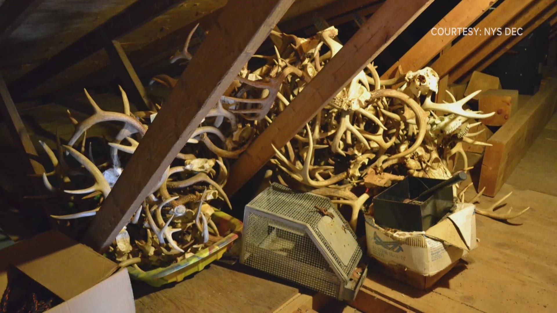 Wyoming County man convicted of poaching deer in NY | wgrz.com