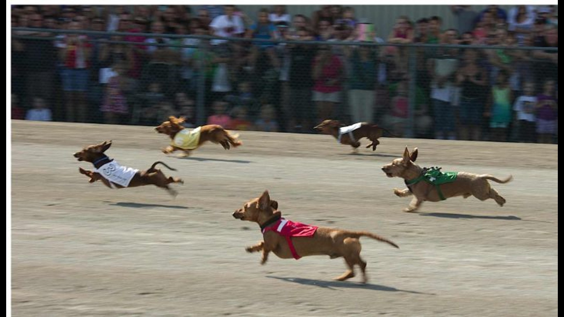 Batavia Downs now has full lineup of Racing Wieners | wgrz.com