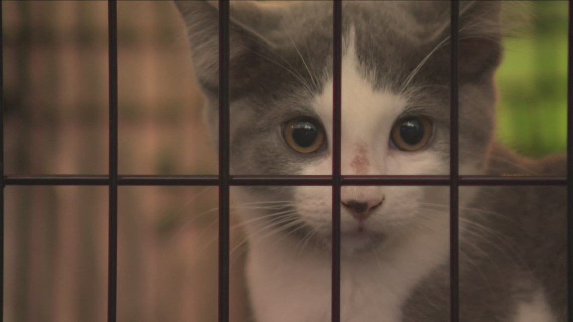 Local animal shelters attempt to help pets find forever homes | wgrz.com