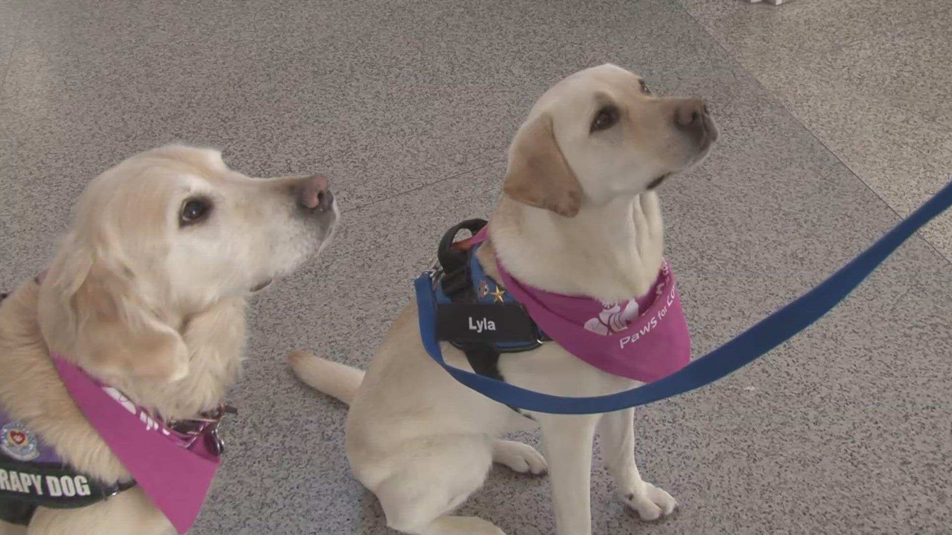 Therapy dogs, international passengers meet at the airport | wgrz.com