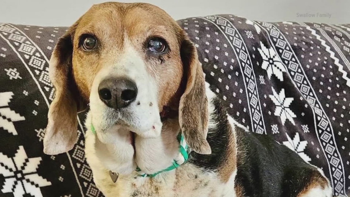 Buffalo Heart Dogs supports beagle hurt in explosion | wgrz.com