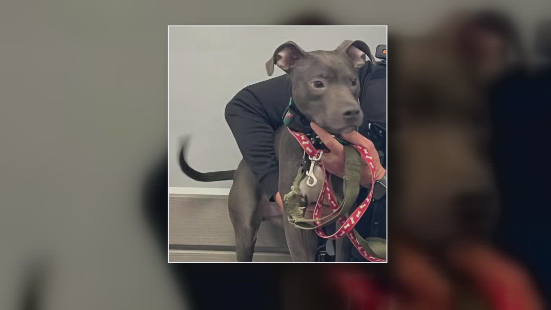 Town of Niagara Police find a dog alive in a dumpster | wgrz.com