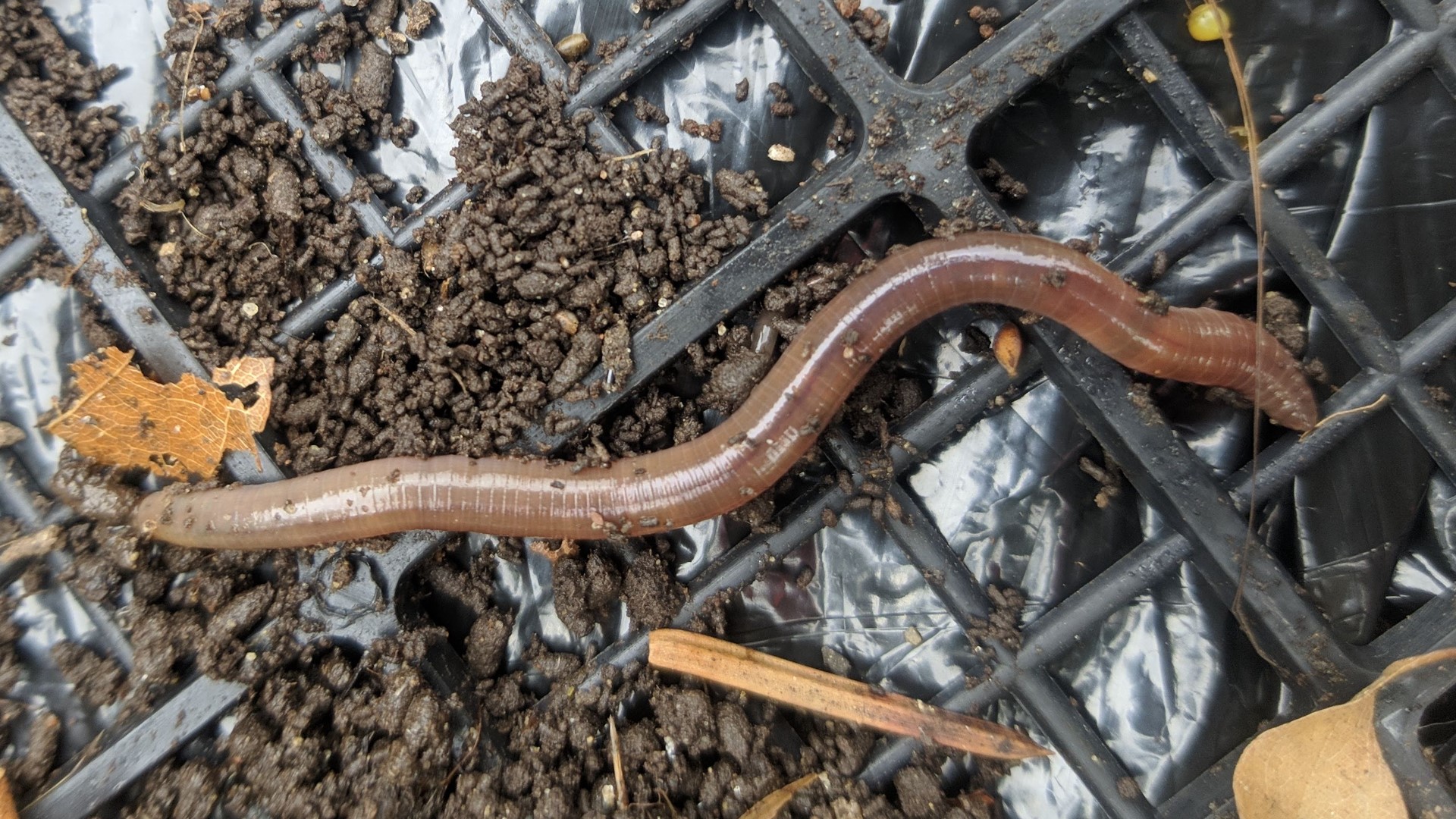 2 the Outdoors: Jumping worms invading Western New York | wgrz.com