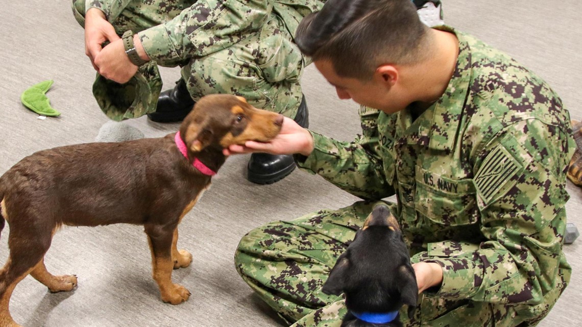 SPCA Serving Erie County offers free pet adoptions for military members ...