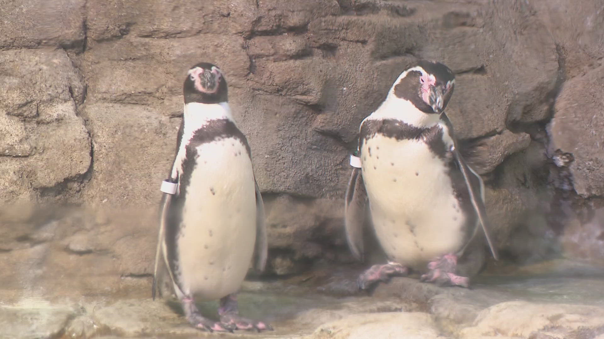 Jaylen Brown scores 30 points and the Celtics make 20 3-pointers to ...