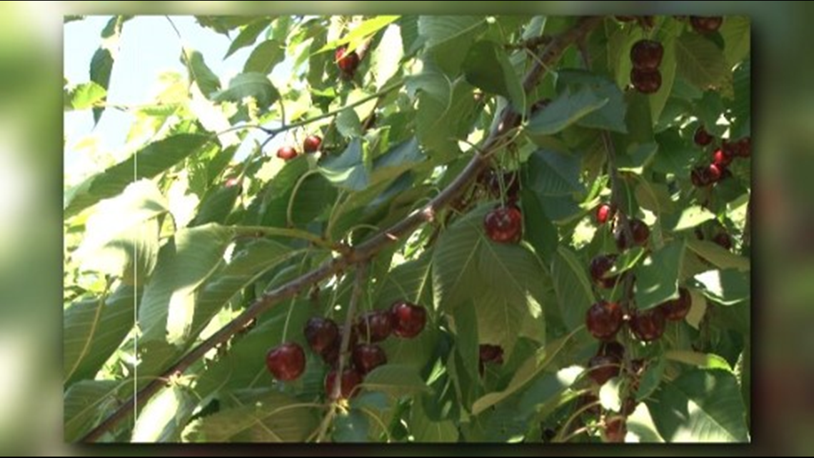 Extra delicious local cherries this year; Here's Why | wgrz.com
