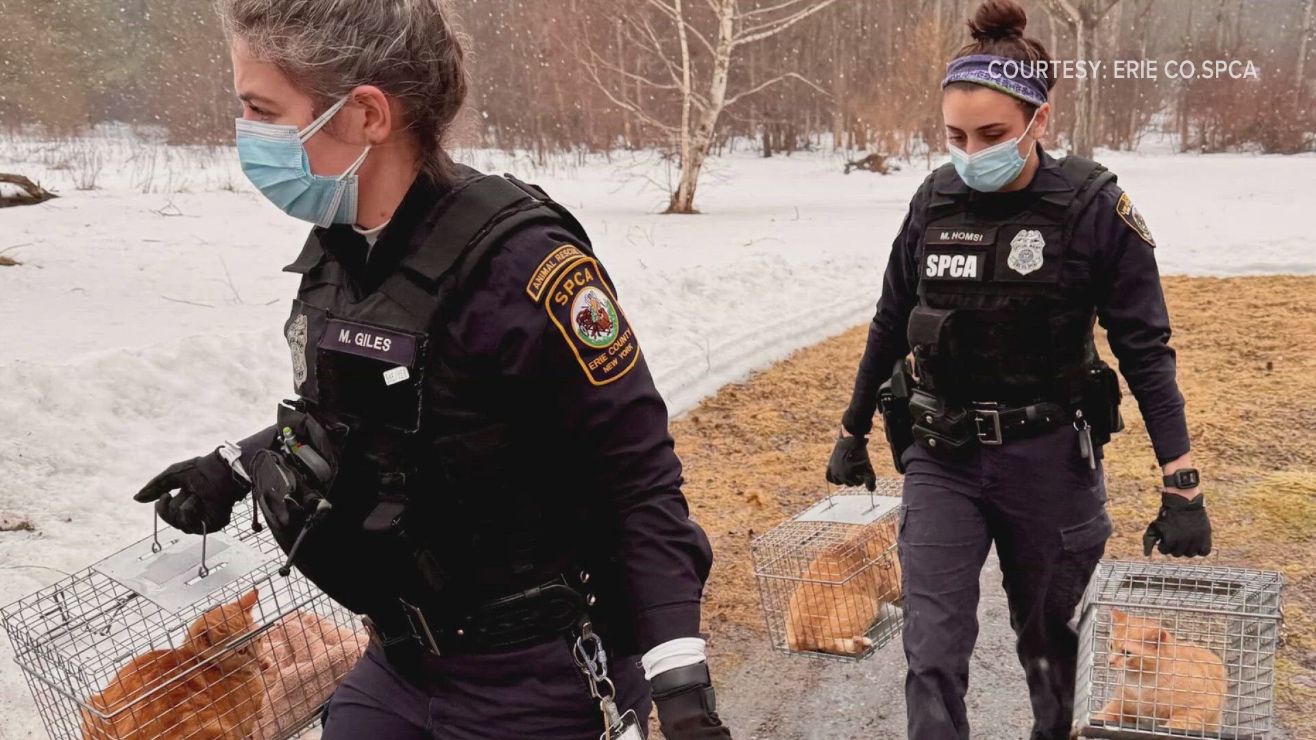 SPCA cats for adoption: 22 rescued from Angola home | wgrz.com