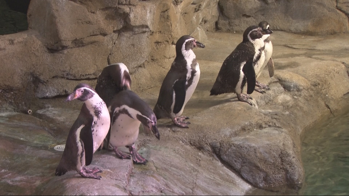 Aquarium debuts new penguin exhibit | wgrz.com