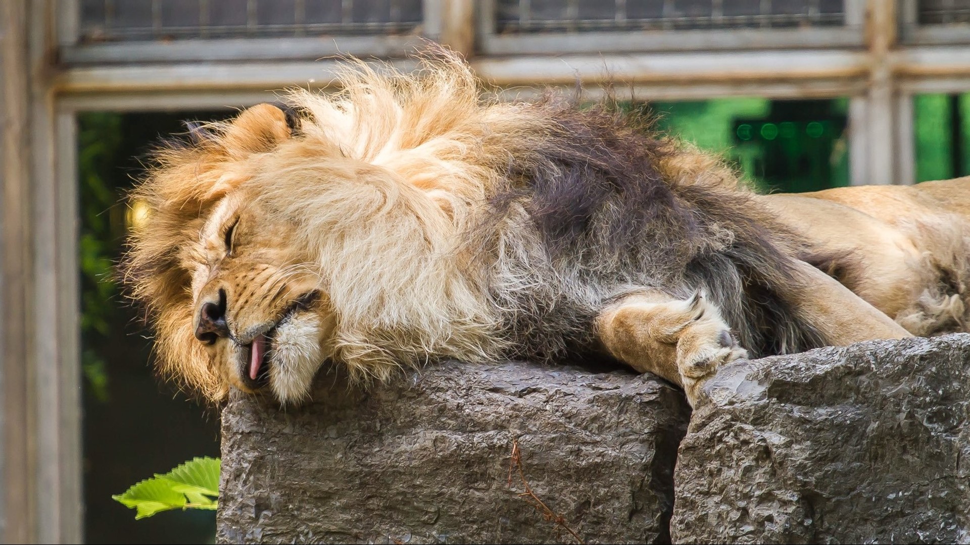 PHOTOS: National Zoo Day | wgrz.com