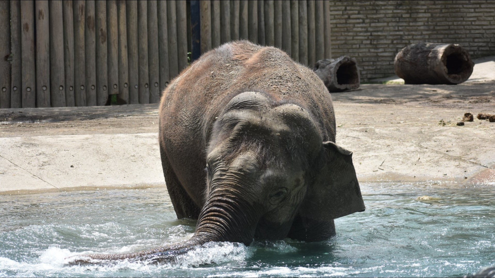 PHOTOS: National Zoo Day | wgrz.com