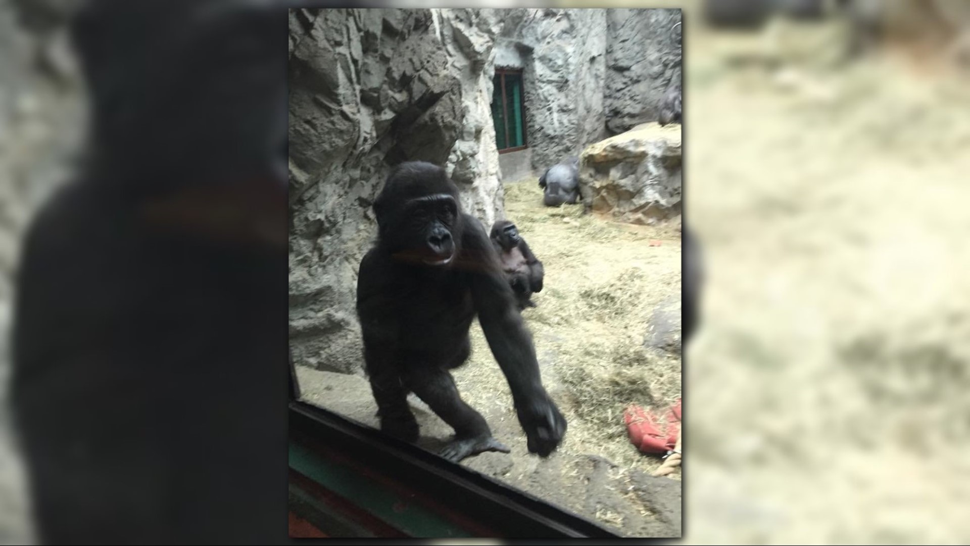 PHOTOS: National Zoo Day | wgrz.com