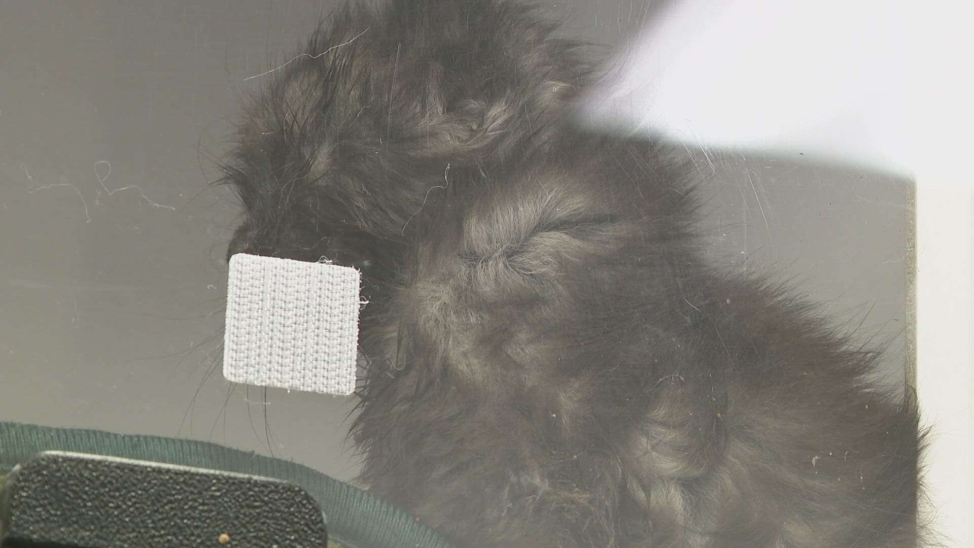 SPCA rescues over 40 animals from Hamburg home | wgrz.com