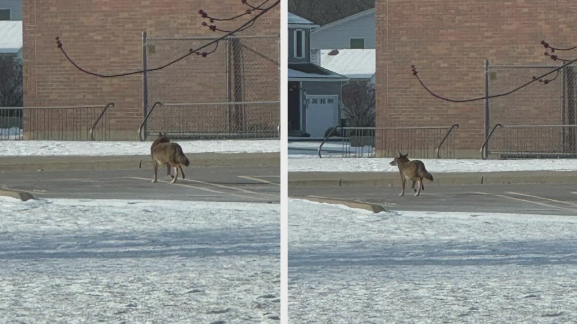 Do coyotes travel in packs? | wgrz.com