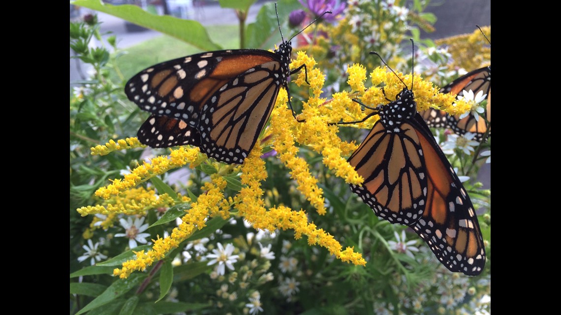 Protecting Native Pollinators | wgrz.com