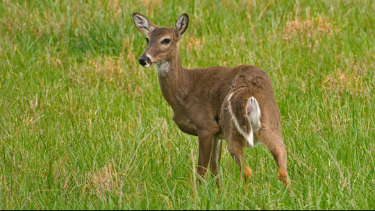 NY officials release plan to fight brain disease in deer | wgrz.com