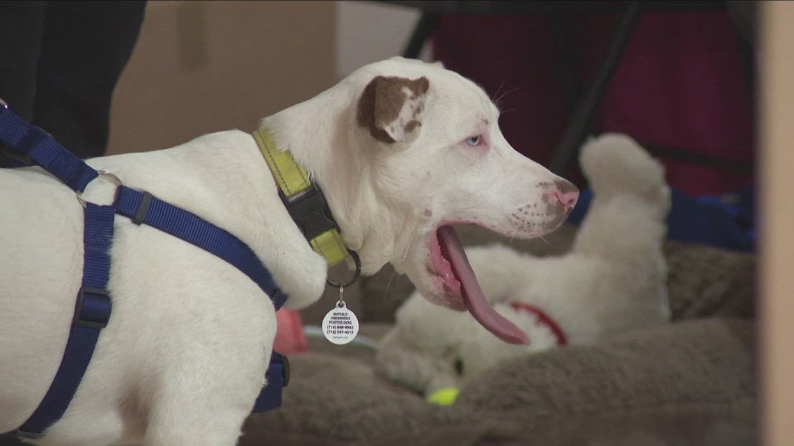 CDC requirements for dog owners crossing the border | wgrz.com