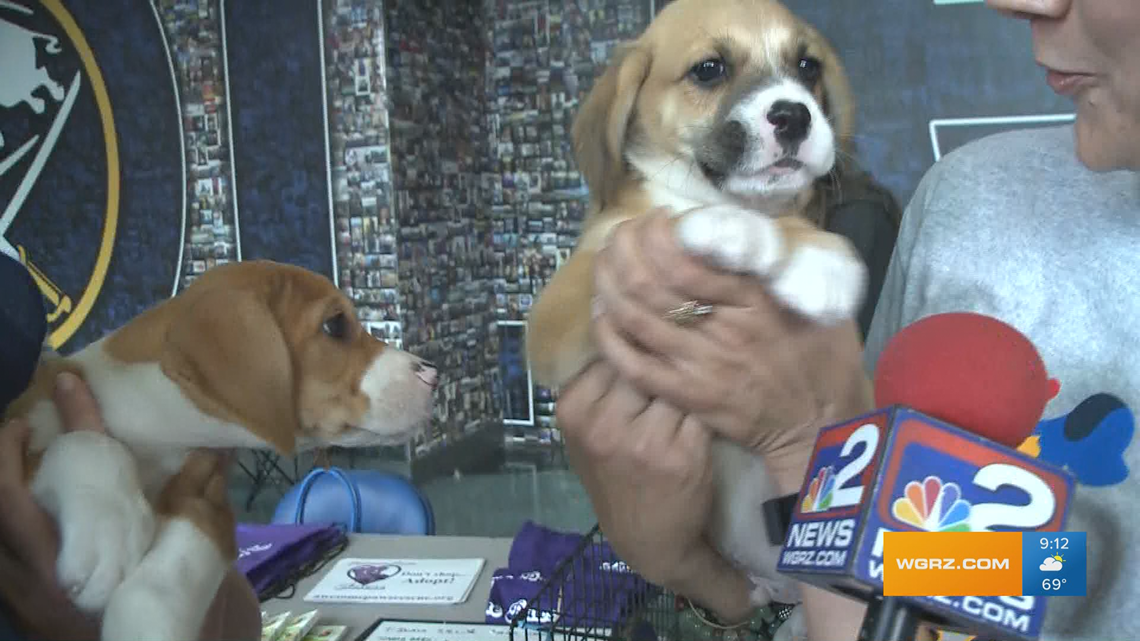 One Buffalo Pet Adoption Event at KeyBank Center | wgrz.com
