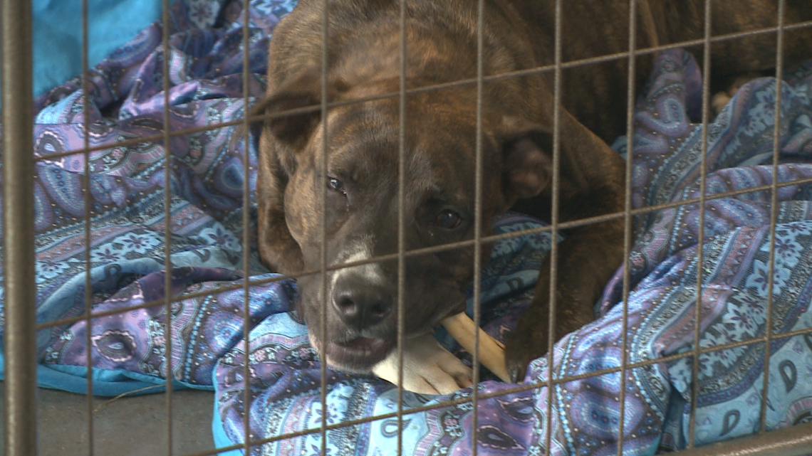 PHOTOS: One Buffalo Pet Adoption Event | wgrz.com