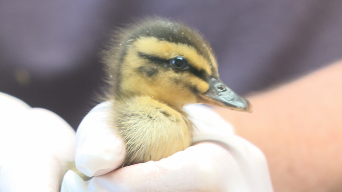 Peak Season for SPCA Wildlife Department | wgrz.com