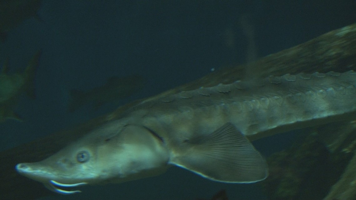 Spawning Lake Sturgeon found in Genesee River, first time in more than ...