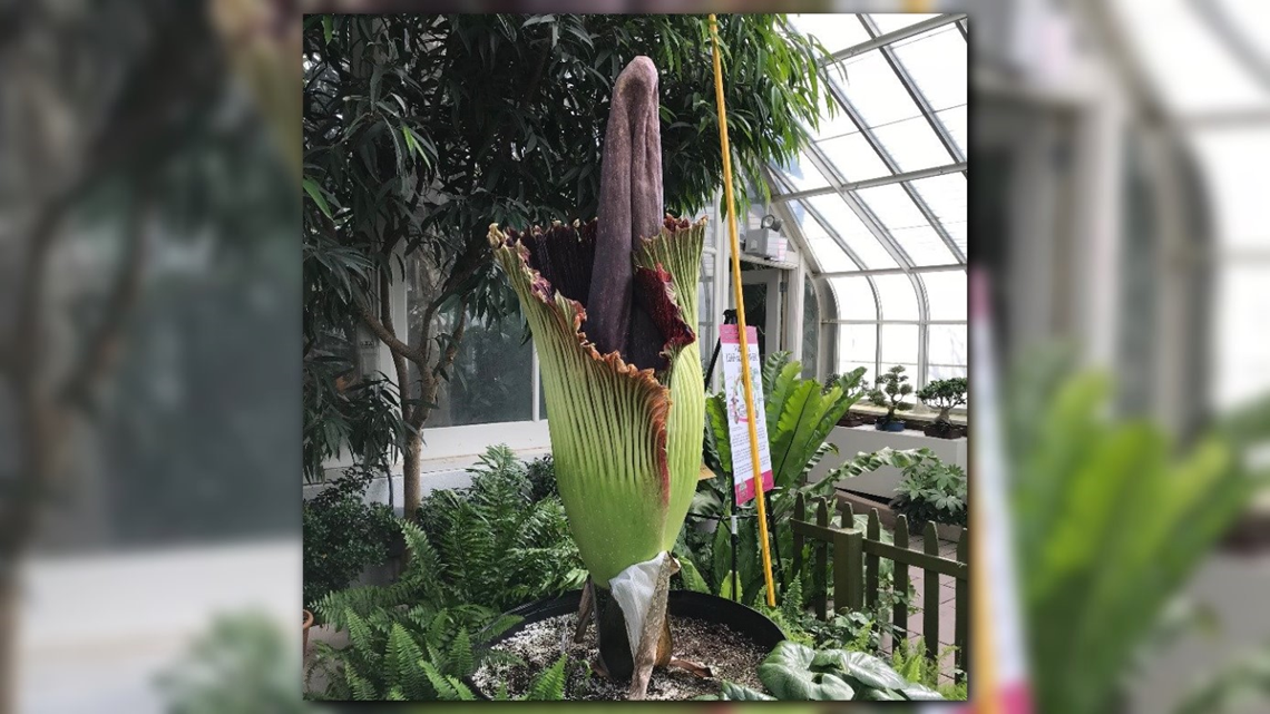 Fester the Corpse Flower in Full Bloom at Botanical Gardens | wgrz.com