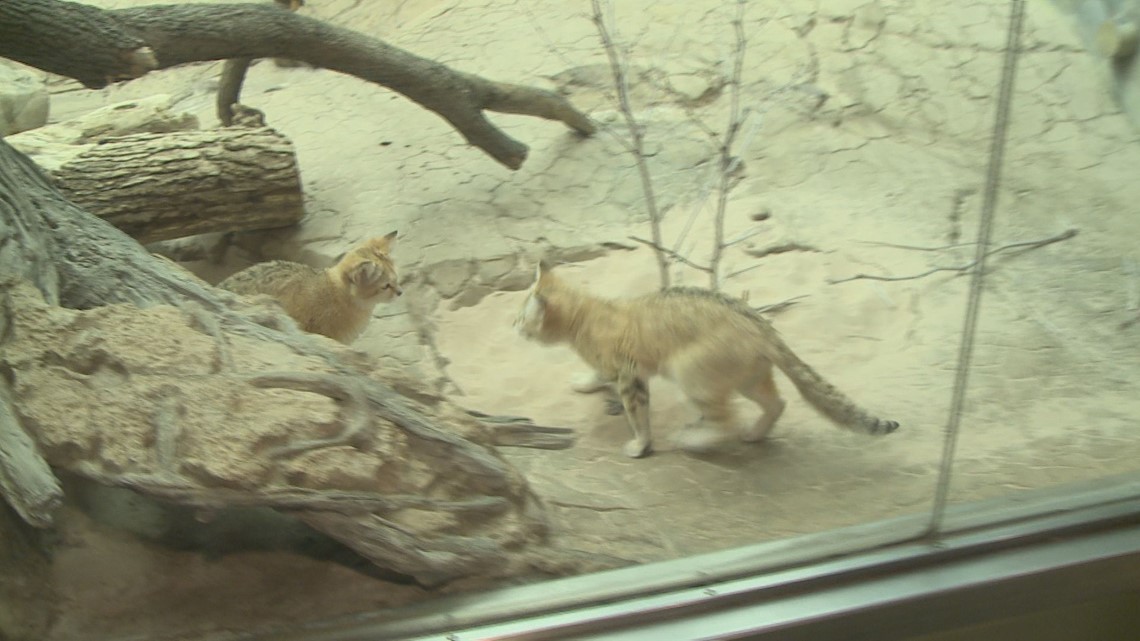 Sand Cats are a Sensation at the Buffalo Zoo | wgrz.com