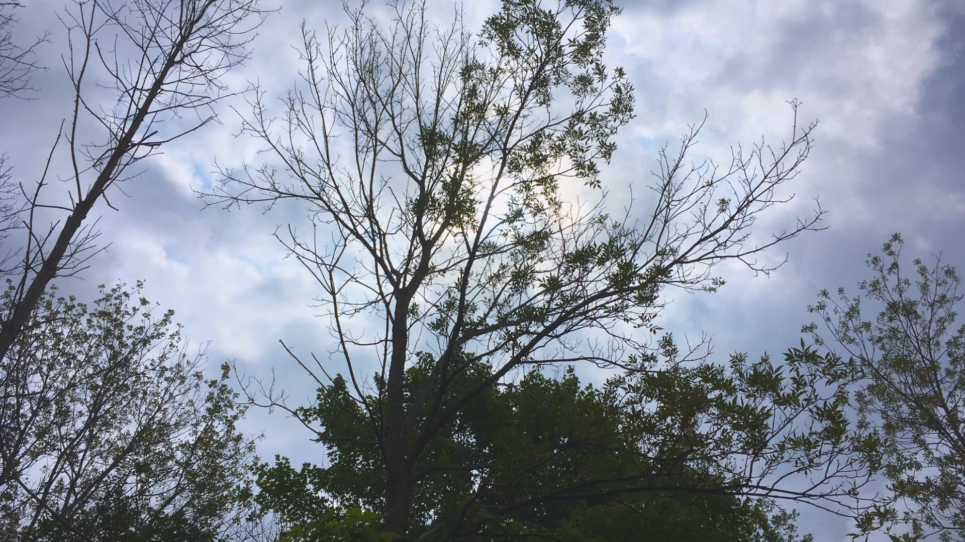 Buffalo awarded grant for removal of large dead Ash trees throughout ...
