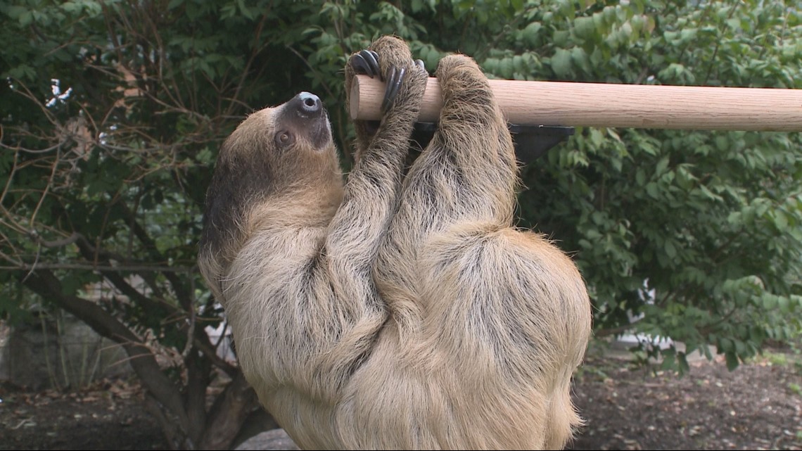 Buffalo Zoo welcomes new sloth "Flash" | wgrz.com