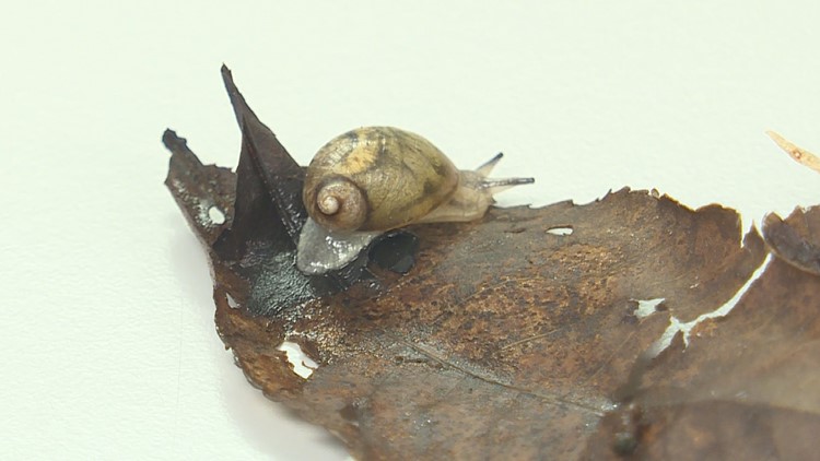 Life at a Snail's Pace: The Ovate Amber Snail of Chittenango Falls ...