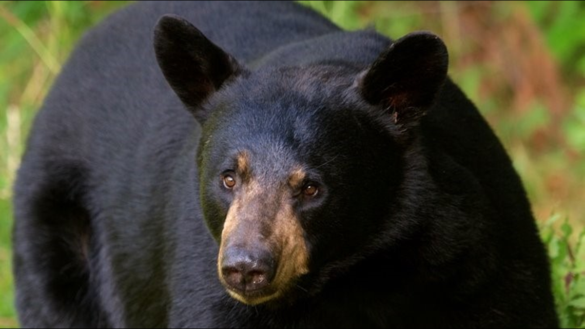 New York state surveying residents on black bear sightings | wgrz.com