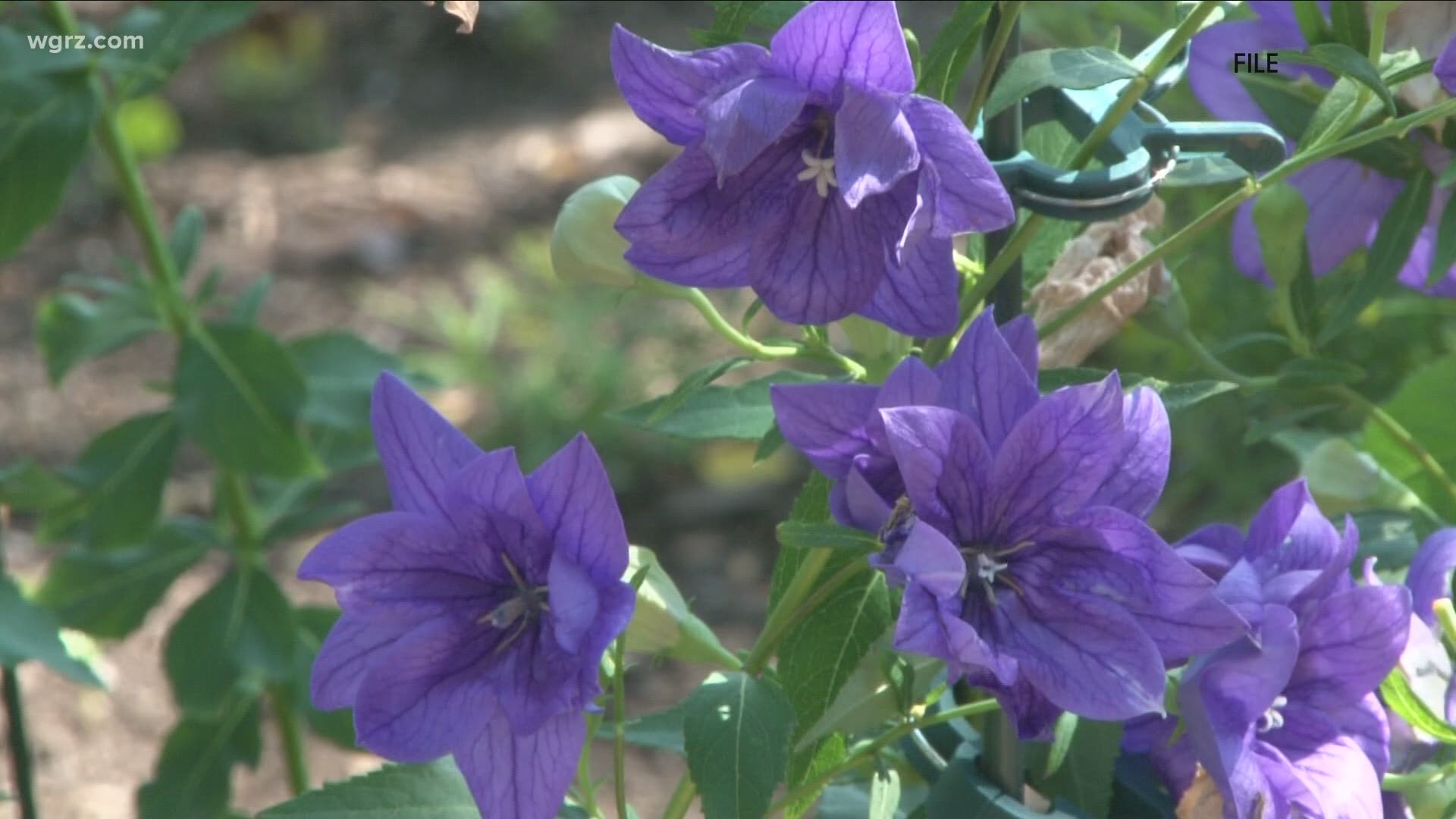 Ken-Ton Garden Tour now accepting applications | wgrz.com