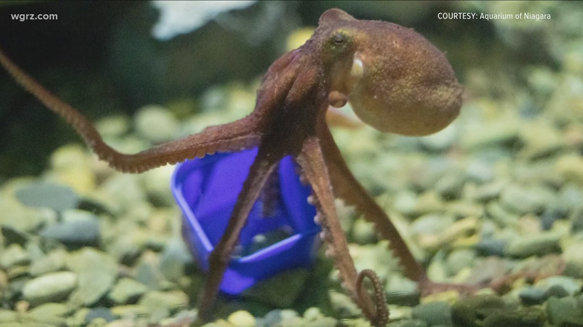 Say hello to 'Squishy,' the Pacific red octopus at the Aquarium of ...