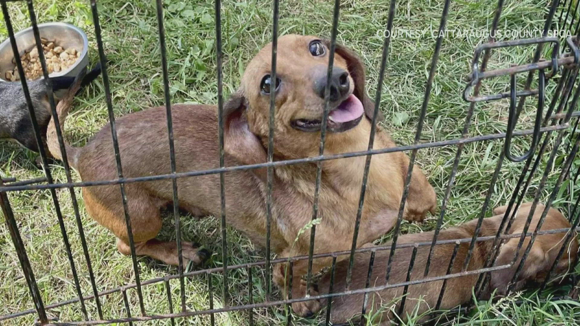 Cattaraugus County SPCA rescues 52 animals from neglect | wgrz.com