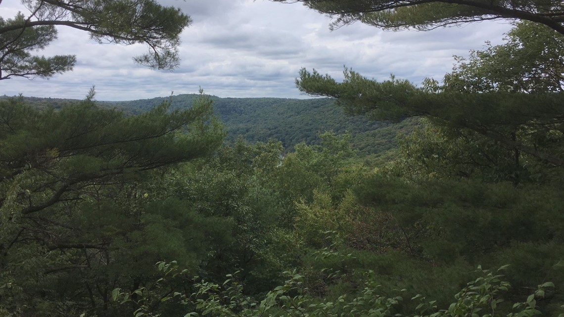 The Ancient Trees Of Cook Forest | wgrz.com