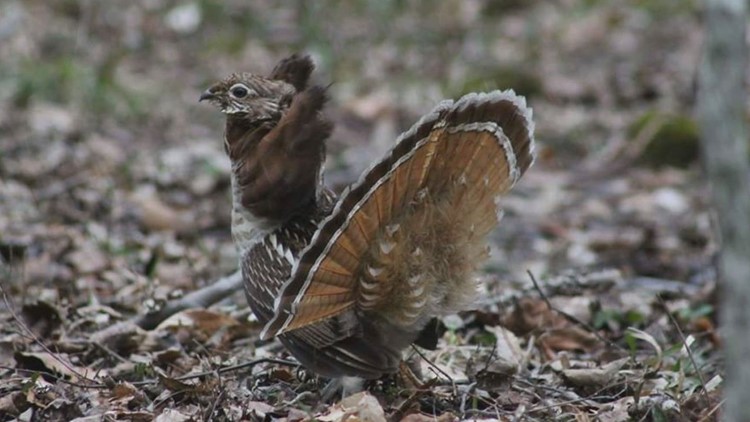 Preserving The Ruffed Grouse | wgrz.com