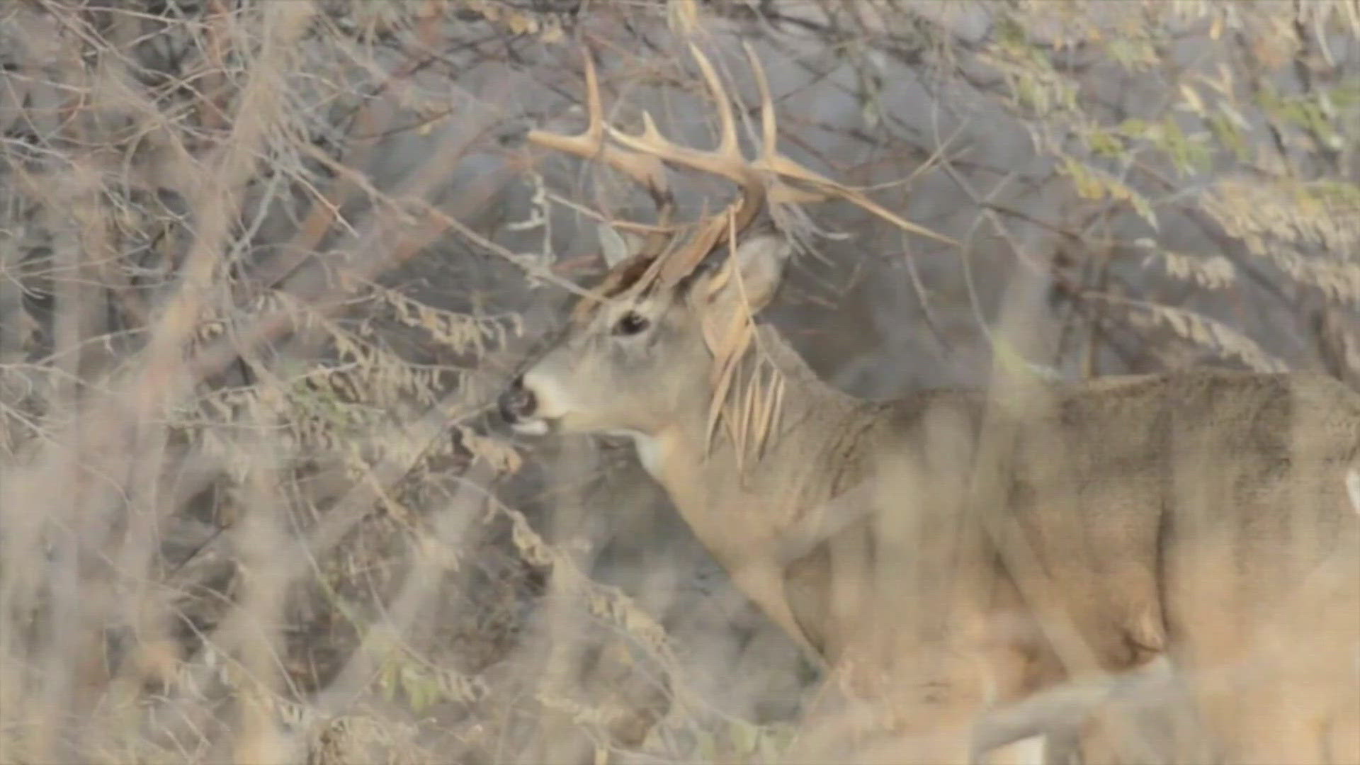 New York hunters prepare for expanded crossbow hunting season | wgrz.com