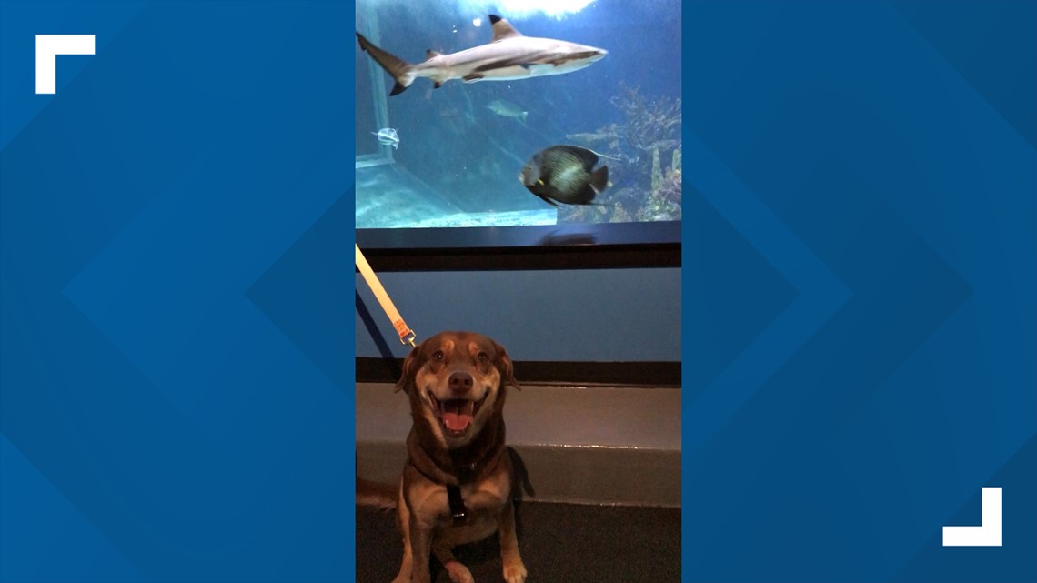 Niagara County SPCA shelter dogs visit Aquarium of Niagara | wgrz.com