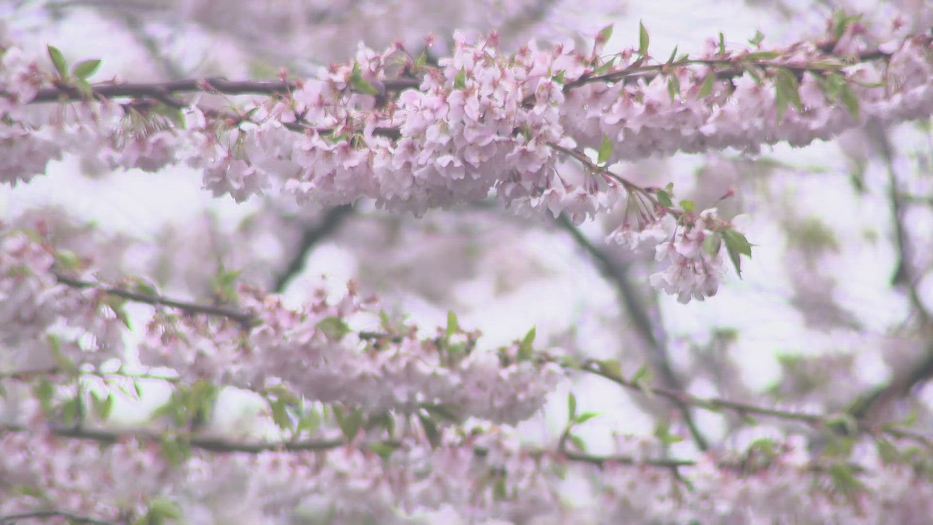 Buffalo's annual Cherry Blossom Festival returns | wgrz.com