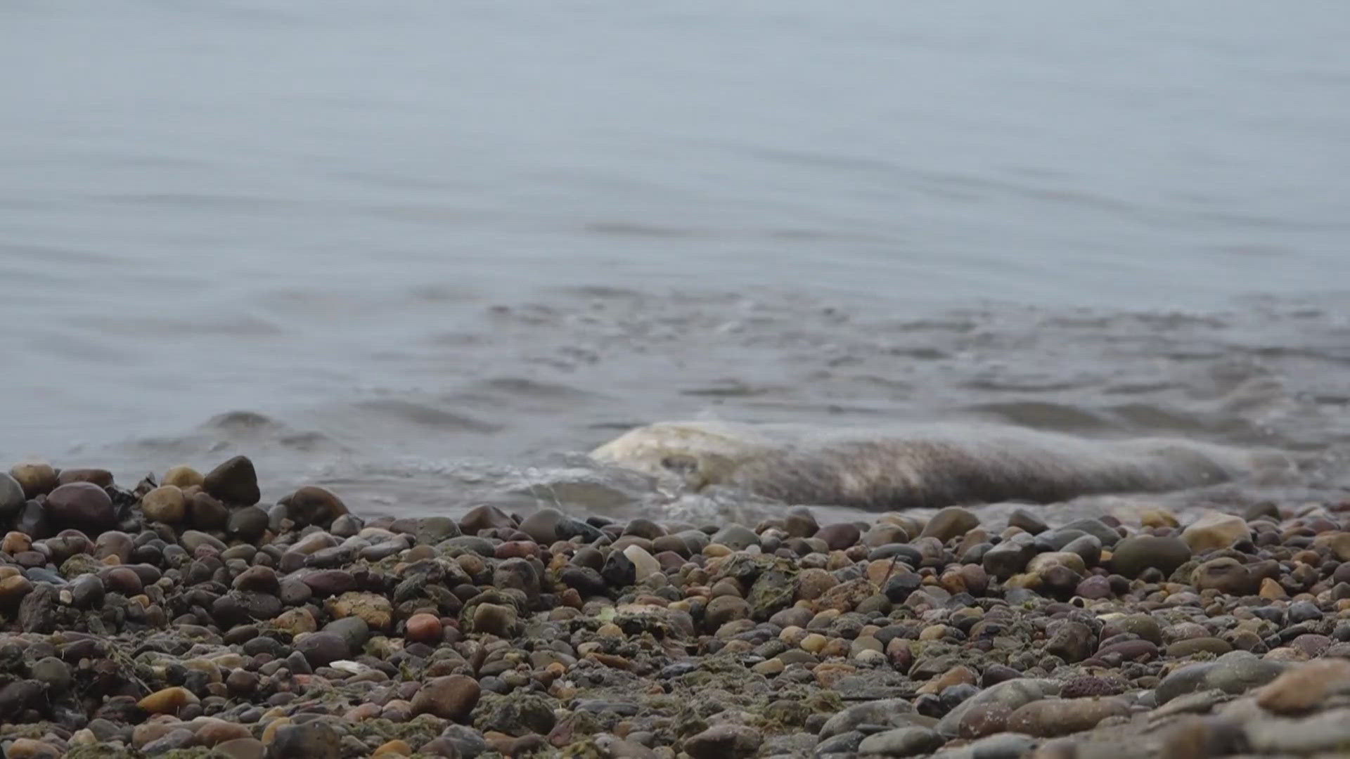 Dead fish on Lake Erie beaches aren't due to pollution | wgrz.com